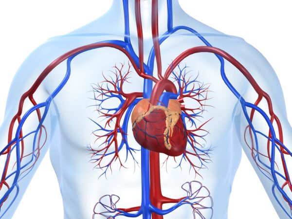 Love Your Veins: How Heart & Vein Health Are Connected | The Vein Centre